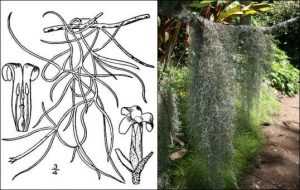 Mengenal Jenggot Musa, Tanaman Udara yang Sedang Naik Daun - Gardeningrat