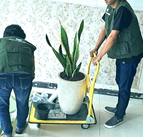 Gardeningrat Layanan Sewa Tanaman Hias Kantor Indoor dan Outdoor, Plant ...