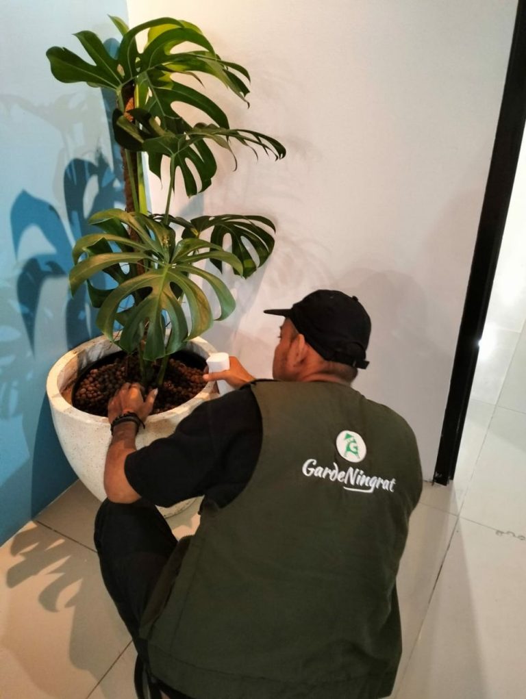 Gardeningrat Layanan Sewa Tanaman Hias Kantor Indoor dan Outdoor, Plant ...